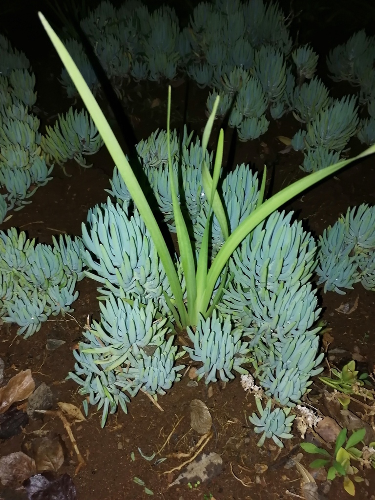 Bluestraws from Potchefstroom, South Africa on May 03, 2023 at 06:13 PM ...