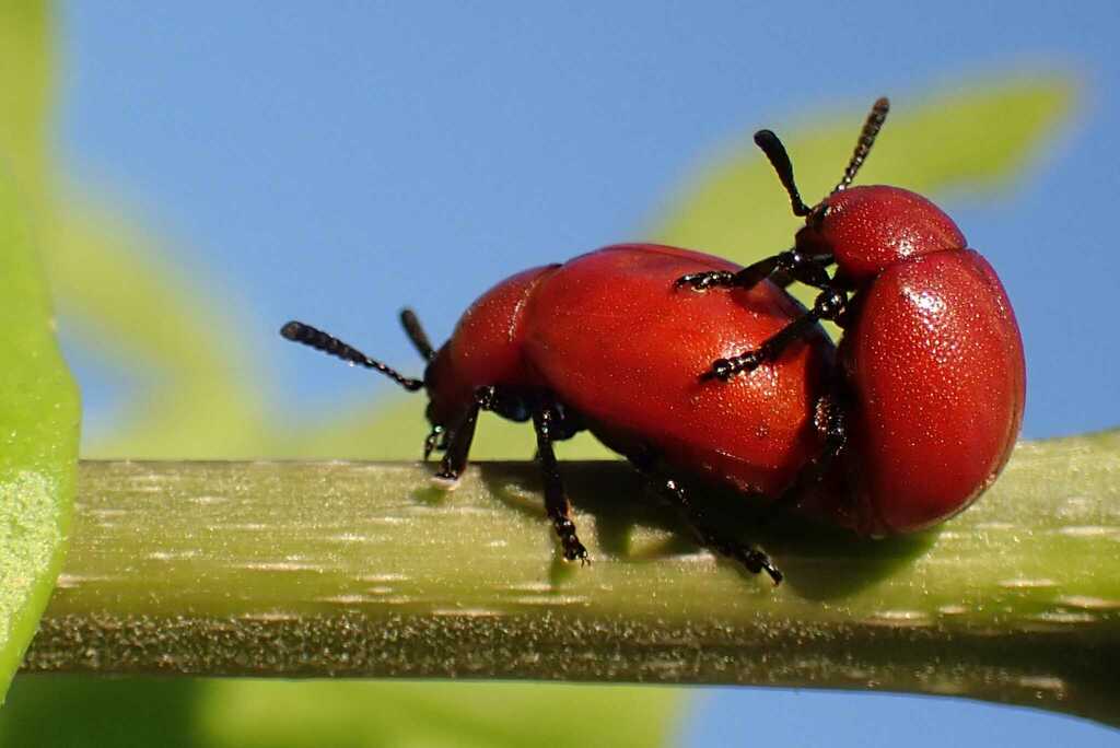 Diamphidia femoralis from Lighthouse Reef, Paindane, Jangamo ...