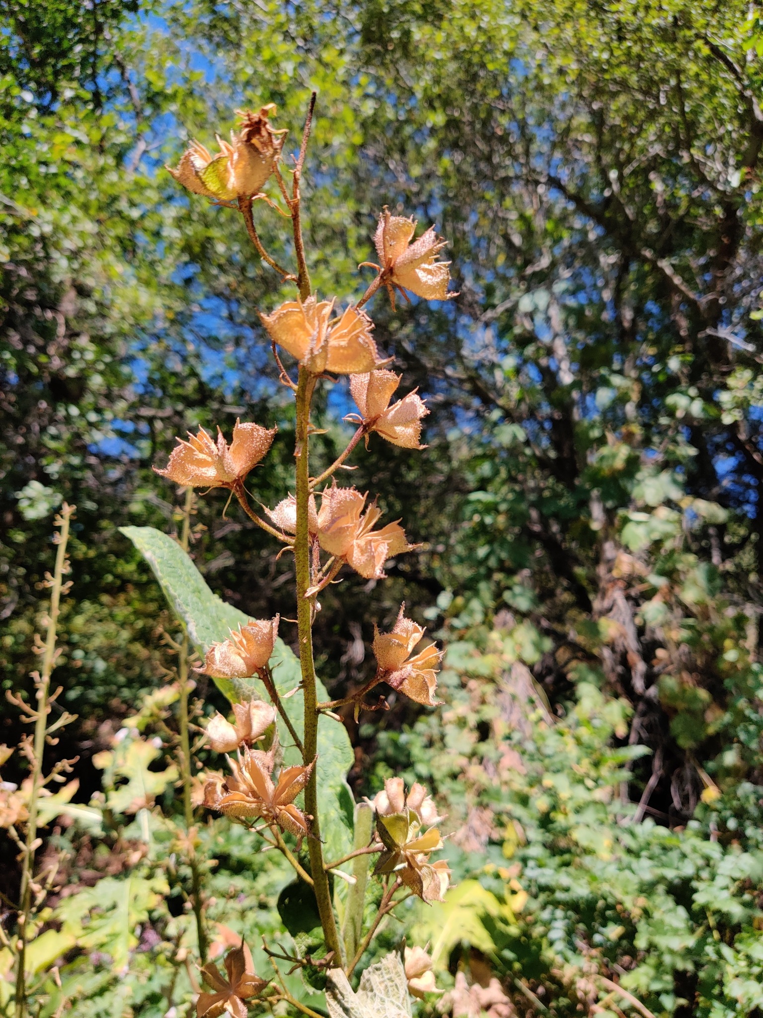 Dictamnus angustifolius G.Don ex Sweet
