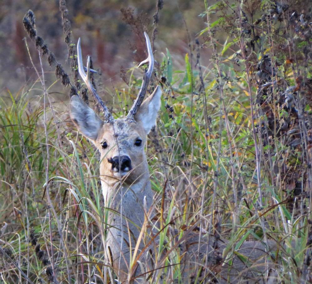 Eastern Roe Deer from Коченевский р-н, Новосибирская обл., Россия on ...