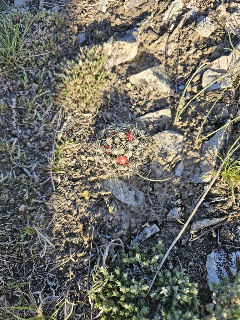 Missouri Foxtail Cactus from Three Forks, MT 59752, USA on April 30 ...