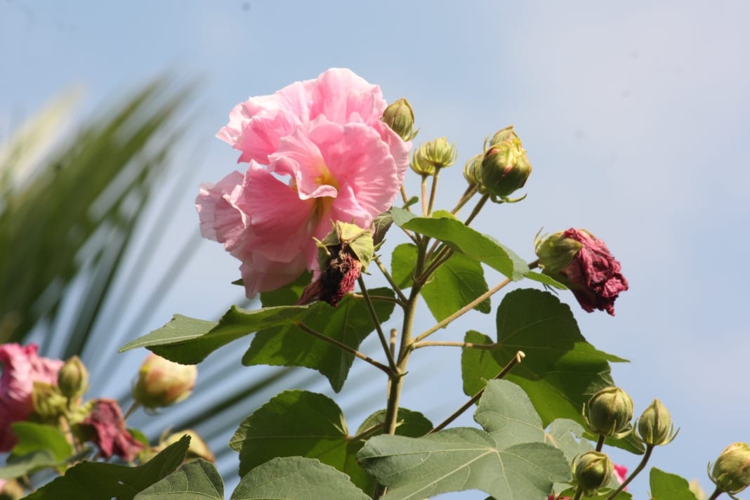 Hibiscus mutabilis L.