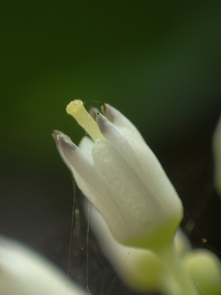 Lineate Supplejack (Berchemia lineata) - Botanical Realm