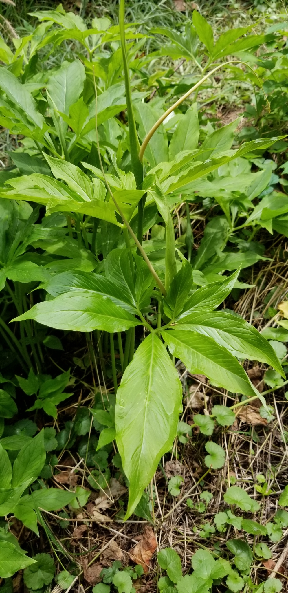 Pinellia pedatisecta Schott