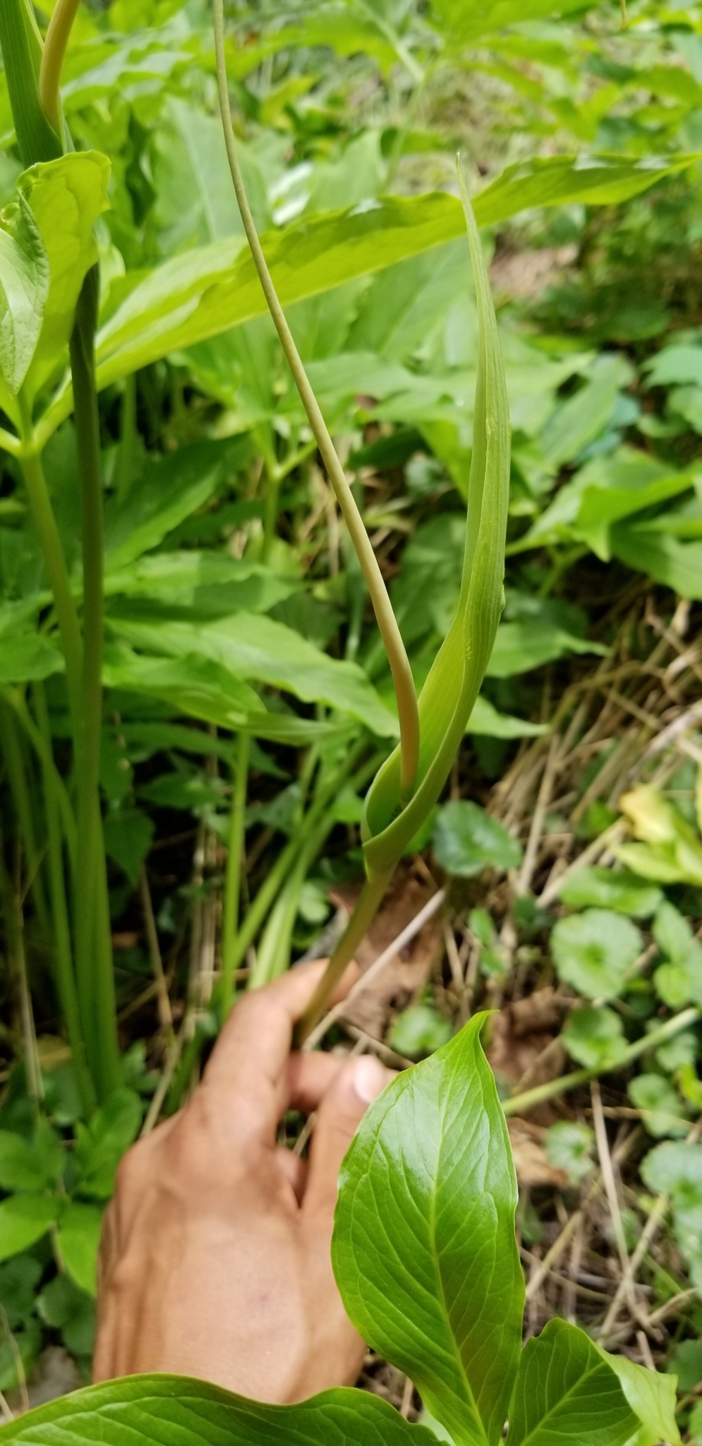 Pinellia pedatisecta Schott