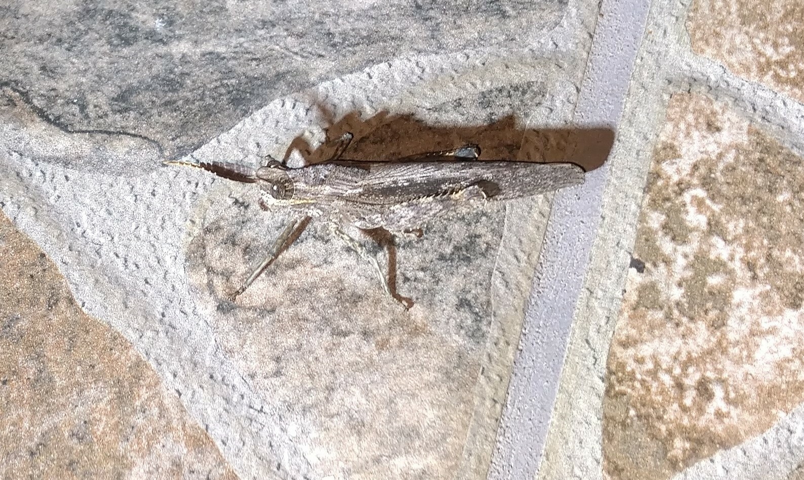 Pamphagidae