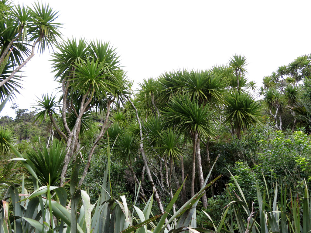 New Zealand cabbage tree from Paparoa National Park, New Zealand on ...