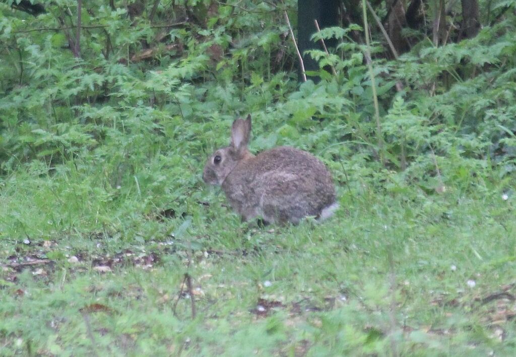 European Rabbit from Wren's Nest, Dudley DY1, UK on May 1, 2023 at 08: ...
