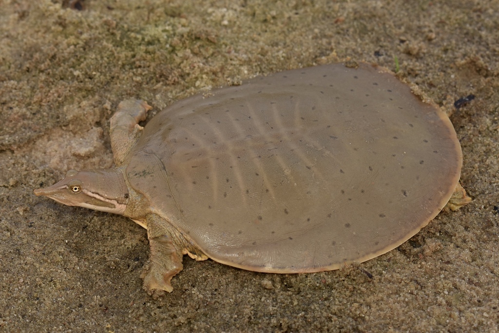 Midland Smooth Softshell Turtle in March 2023 by johnwilliams · iNaturalist