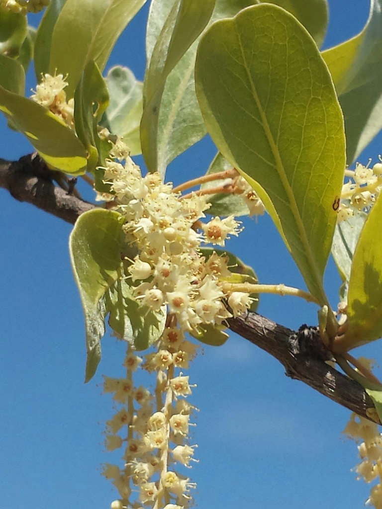(Terminalia tropophylla) - Botanical Realm