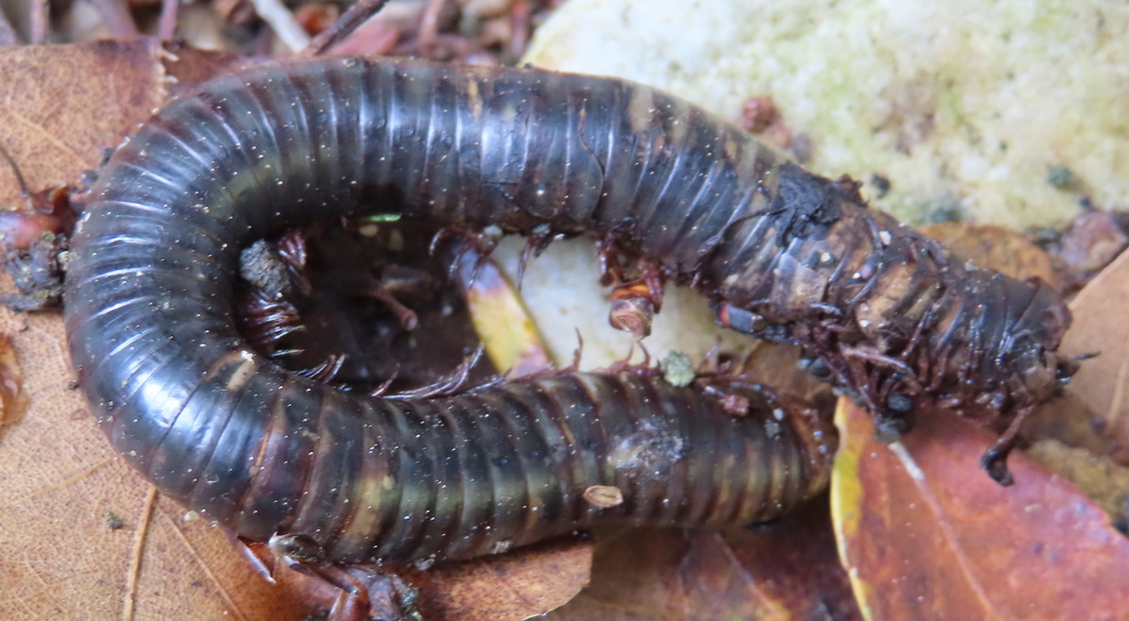 Megaphyllum from Peloponnese Region, Greece on May 03, 2023 at 01:00 PM ...