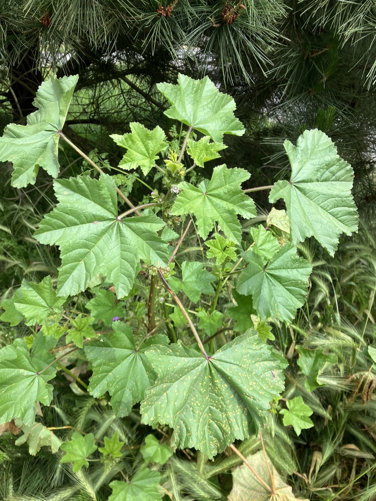 cheeseweed mallow from Golden Gate Park, Golden Gate Park, San ...