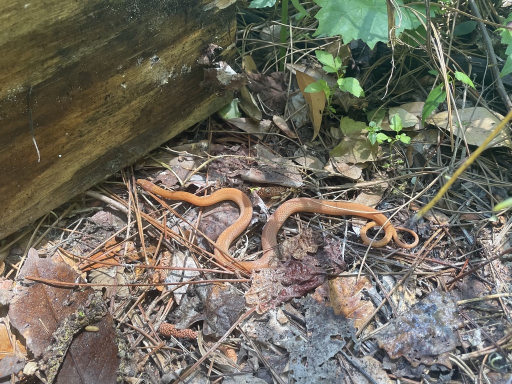 Gimkit - live learning game show