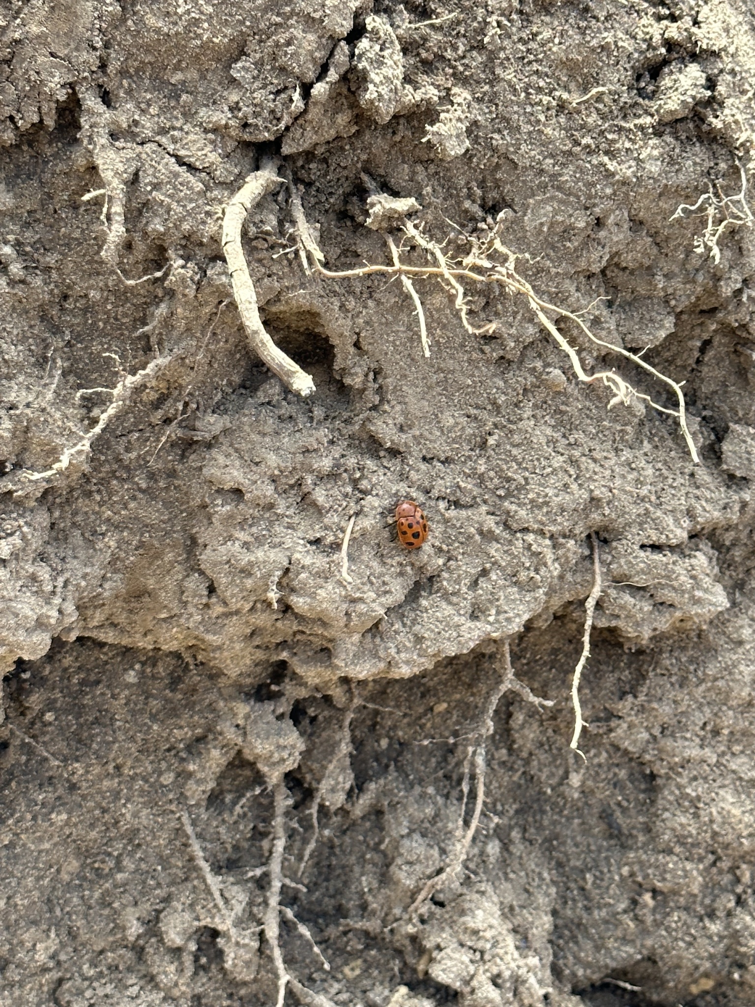 Chelymorpha cassidea (Fabricius, 1775)