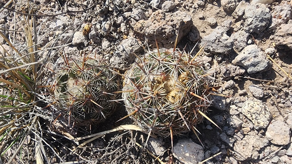 Coryphantha echinoidea in April 2023 by Luis Stevens · iNaturalist