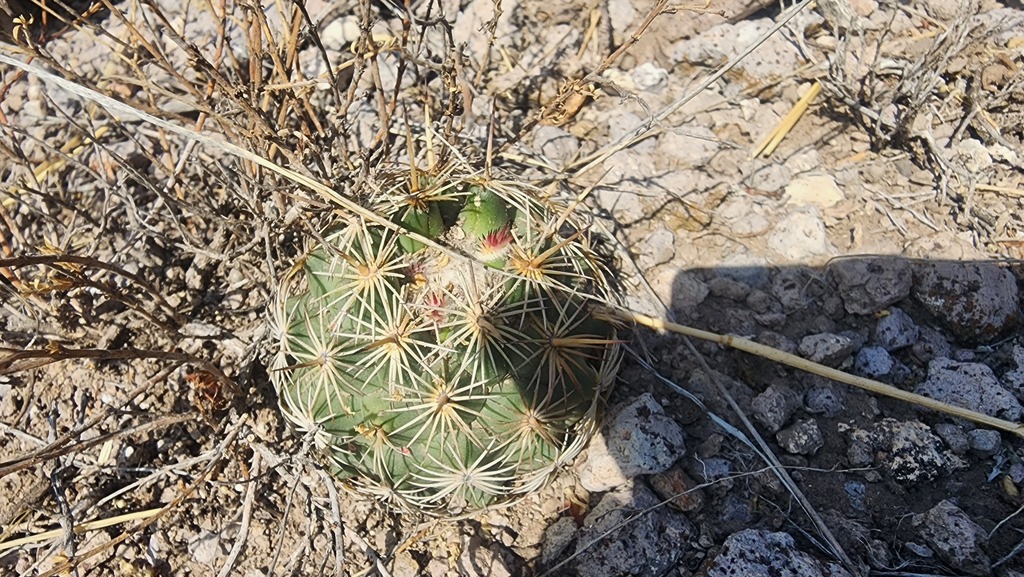 Coryphantha echinoidea in April 2023 by Luis Stevens · iNaturalist