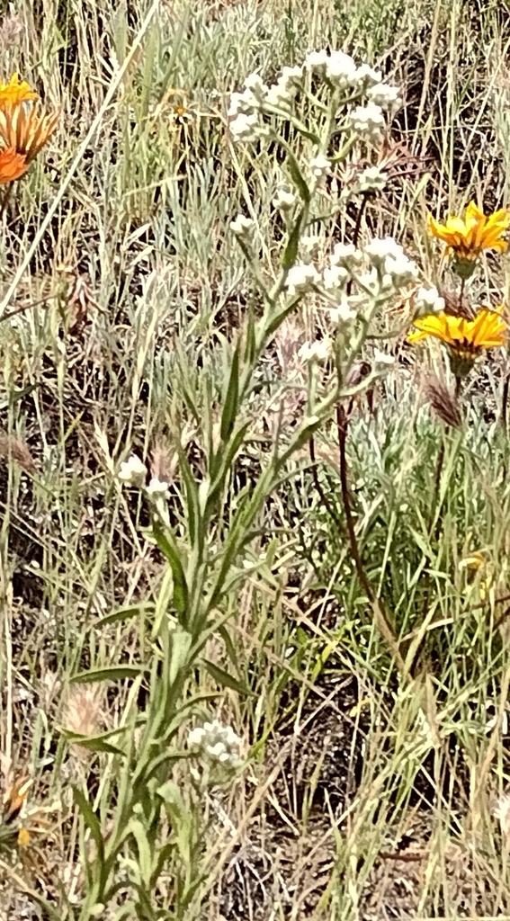 Something from Greenmeadow Avenue on May 3, 2023 at 10:55 AM by mozesi ...