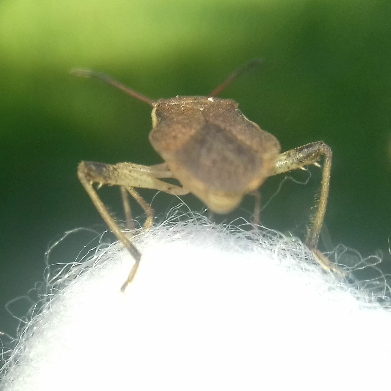 Ceraleptus lividus Stein, 1858