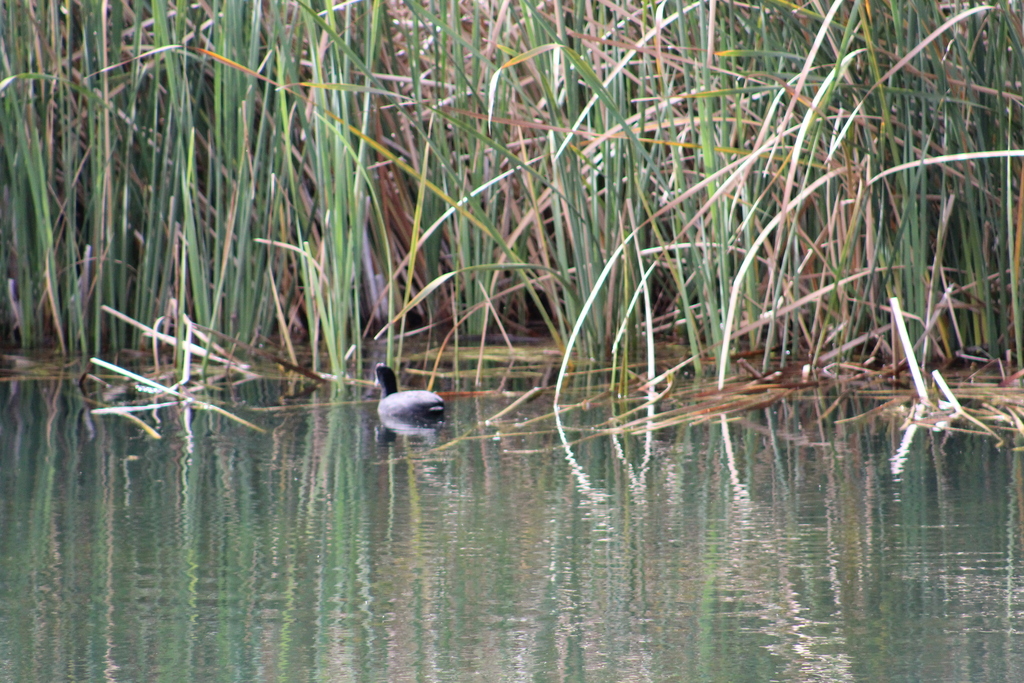 Red-knobbed Coot from Mooi Berge Farm (Porterville) on April 29, 2023 ...