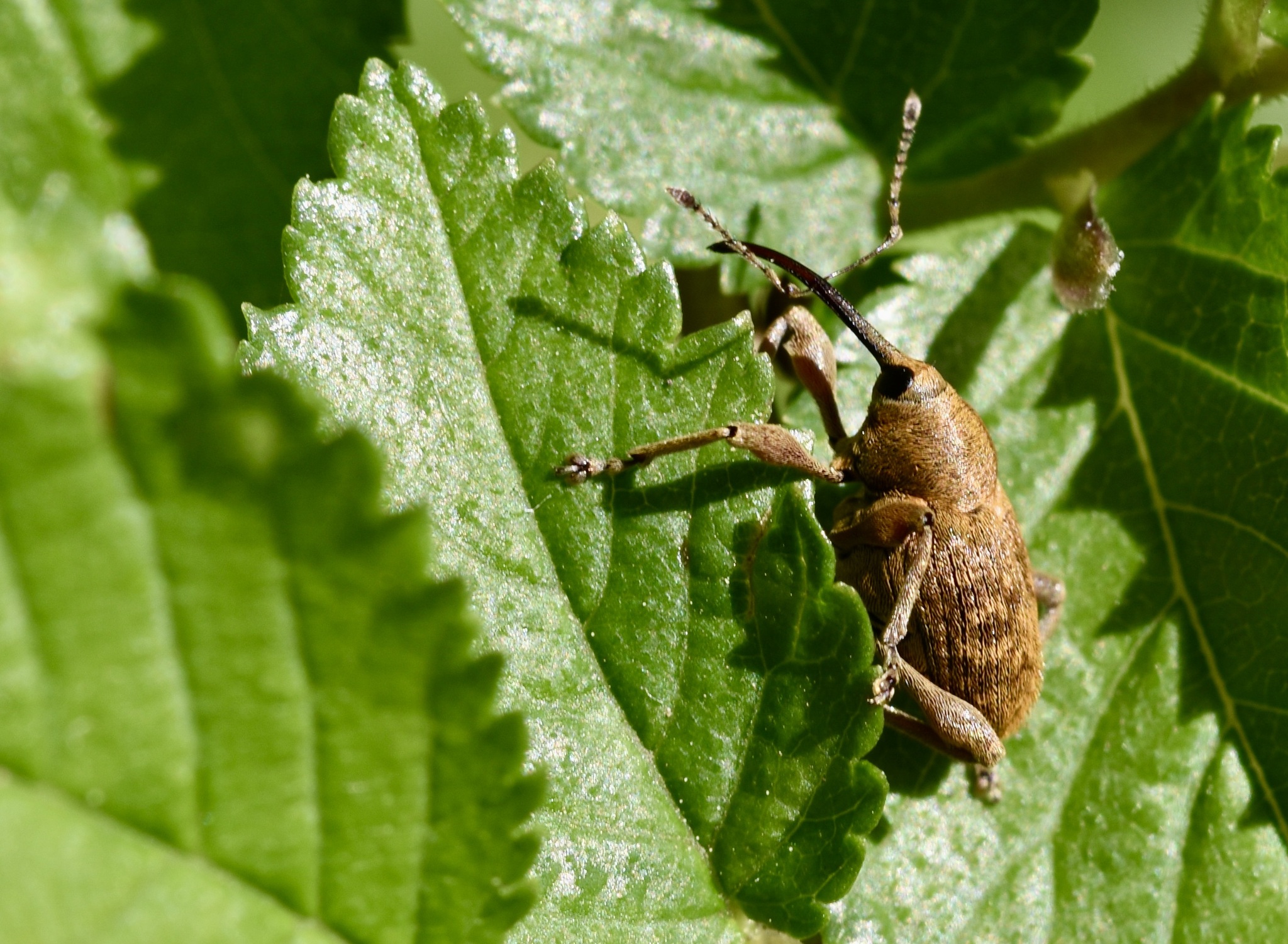 Curculio nucum C.Linnaeus, 1758