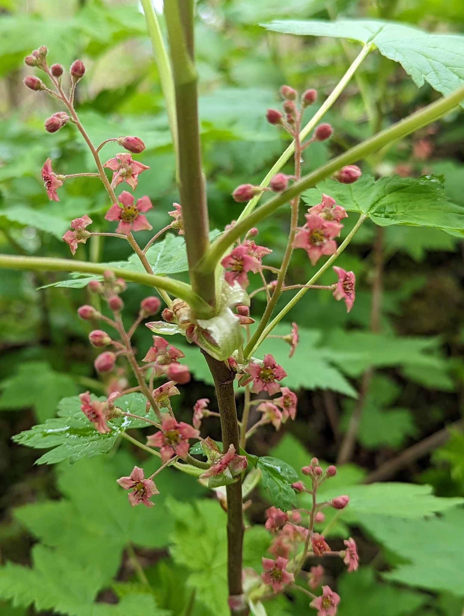 Ribes laxiflorum Pursh