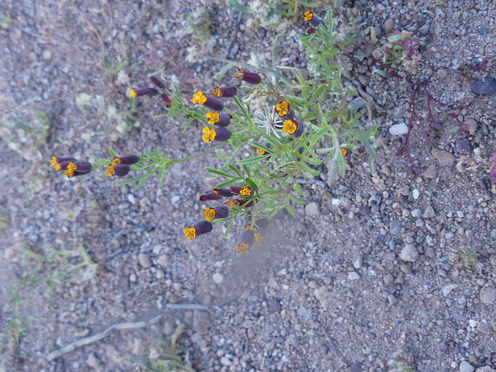 Tagetes multiflora Kunth