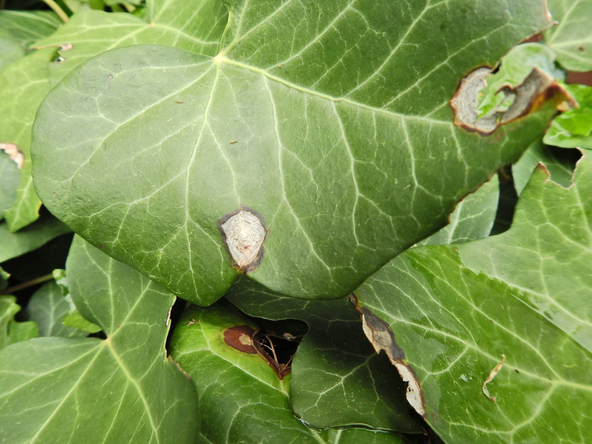 Didymellaceae