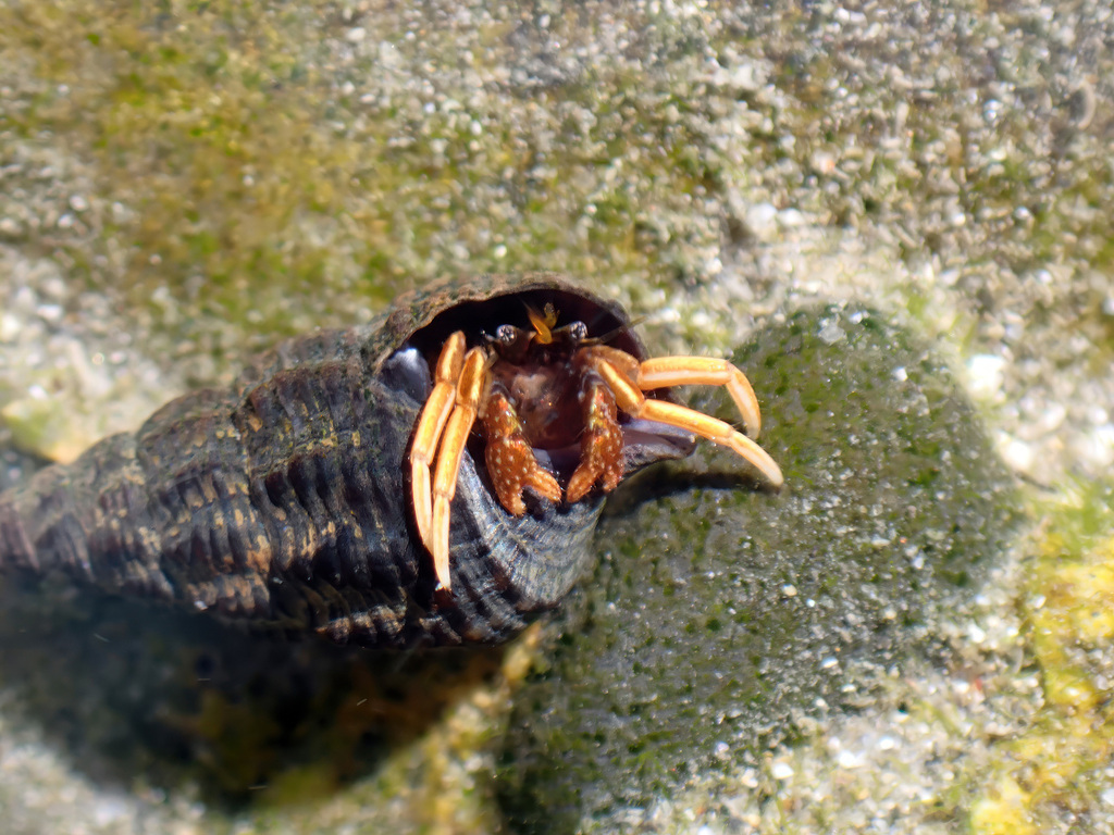Orange-striped Hermit Crab from 日本、〒649-3511 和歌山県東牟婁郡串本町鬮野川 on October ...