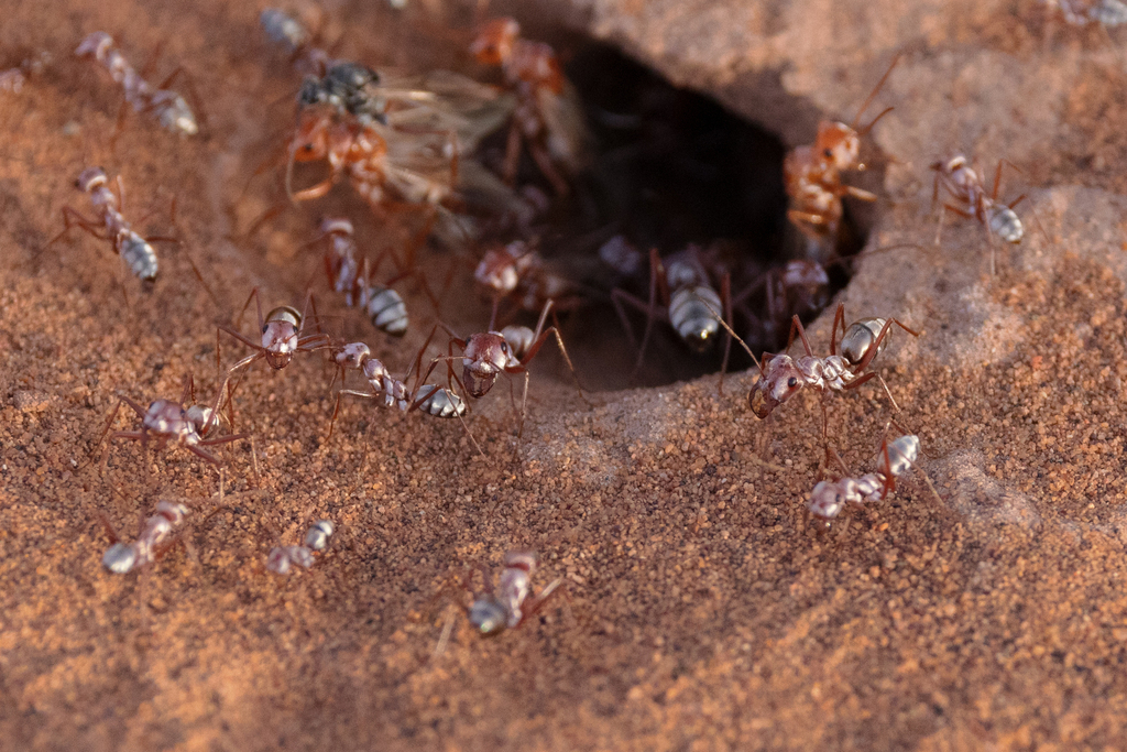 Saharan Silver Ant from Zagora, Marokko on March 30, 2023 at 07:58 PM ...