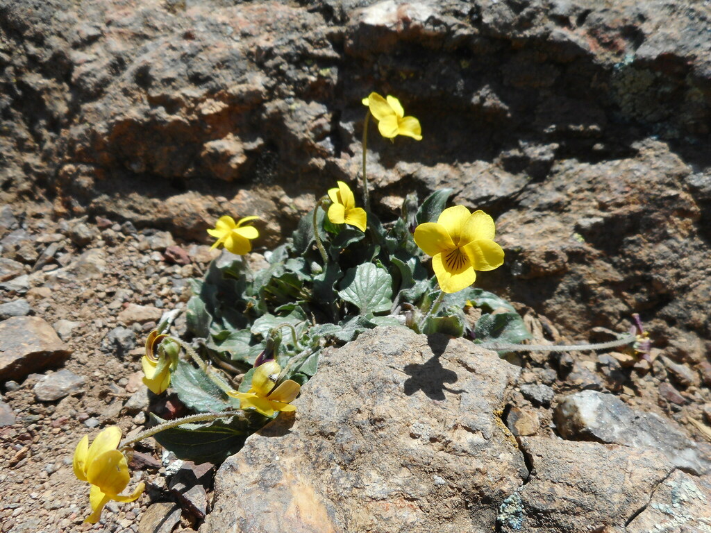 Goosefoot violet from Mount Diablo , CA USA on April 29, 2023 at 12:02 ...