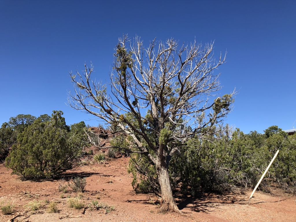 One-seed Juniper (Juniperus monosperma) - Botanical Realm