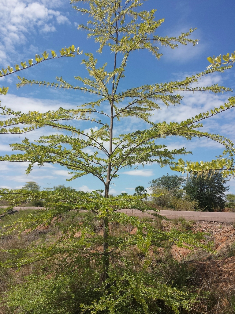 (Terminalia tropophylla) - Botanical Realm