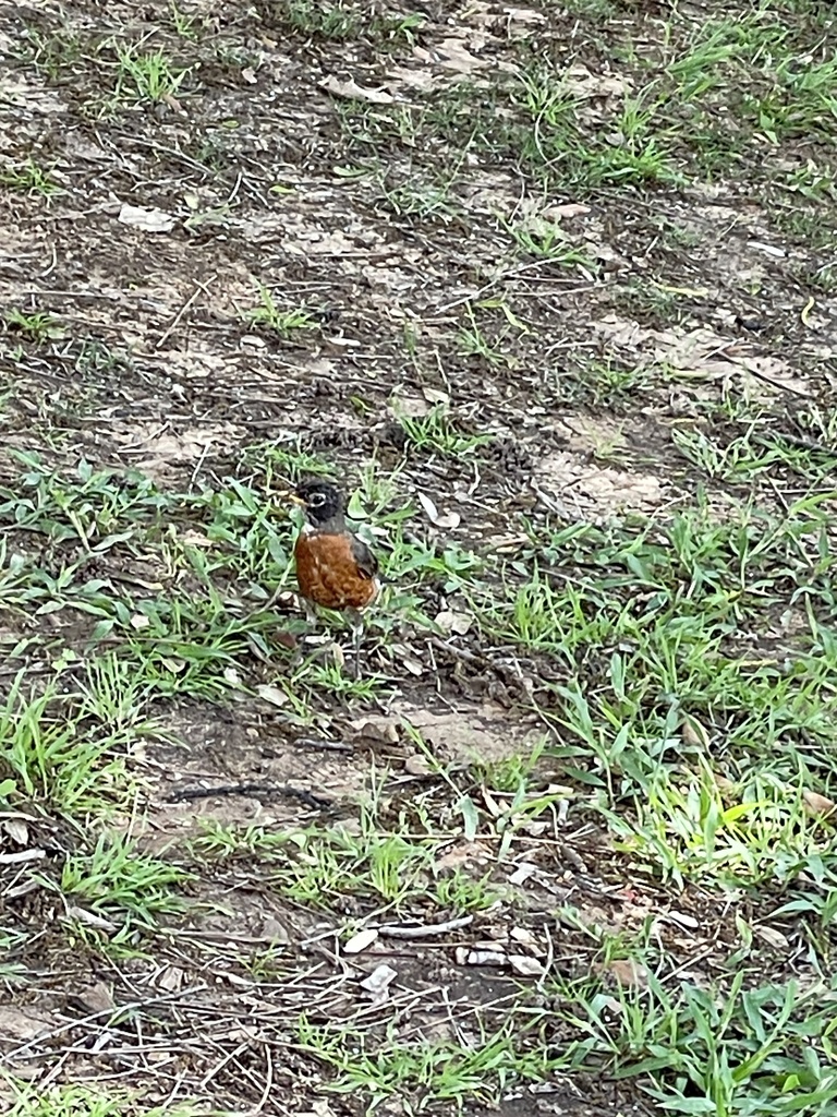 American Robin from Baylor University, Waco, TX, US on May 3, 2023 at ...