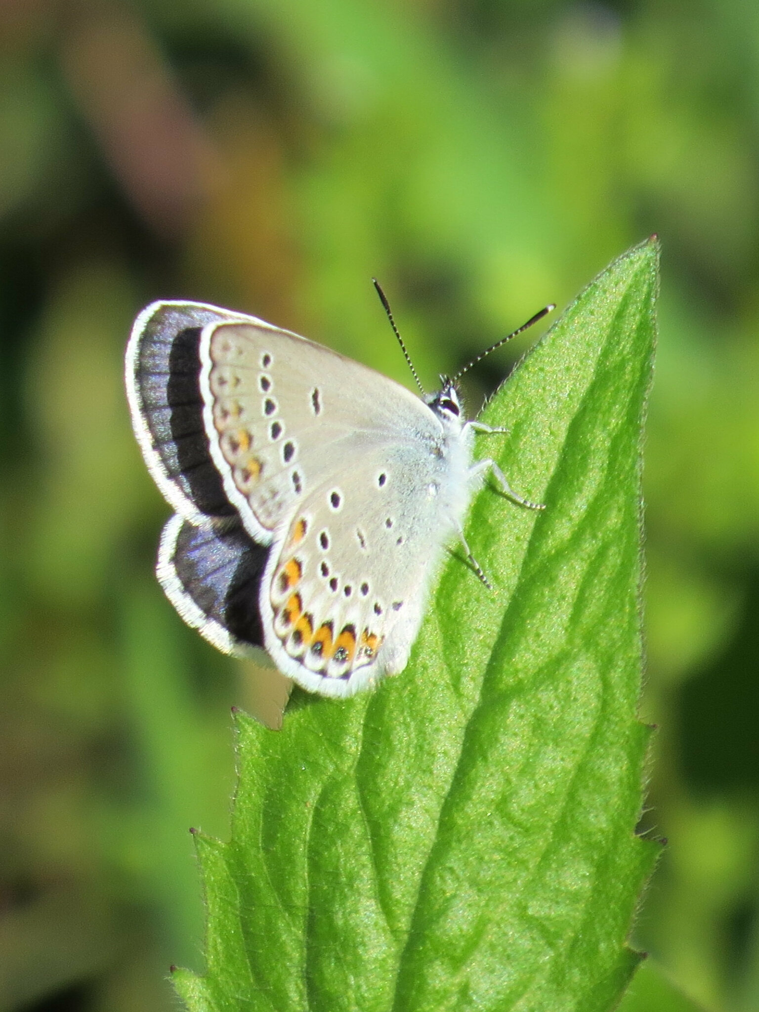 Lycaeides idas (Linnaeus, 1761)