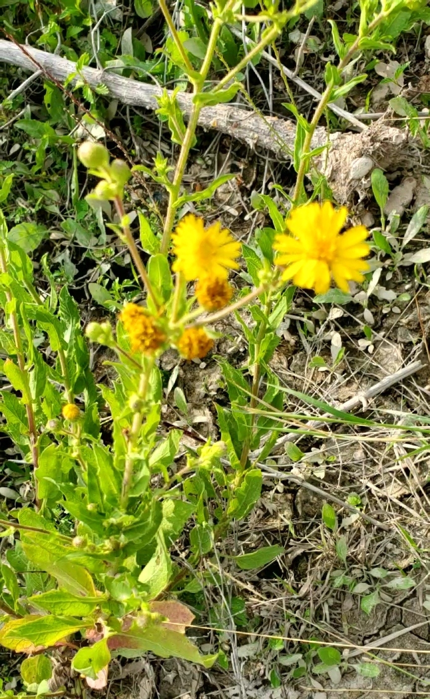 Rayjacksonia phyllocephala (DC.) R.L.Hartm. & M.A.Lane