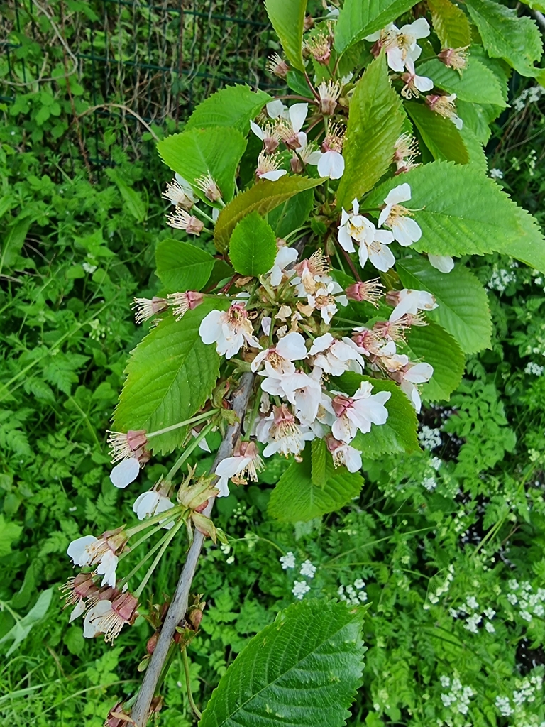 wild cherry from London NW10 6DW, UK on May 03, 2023 at 07:01 PM by ...