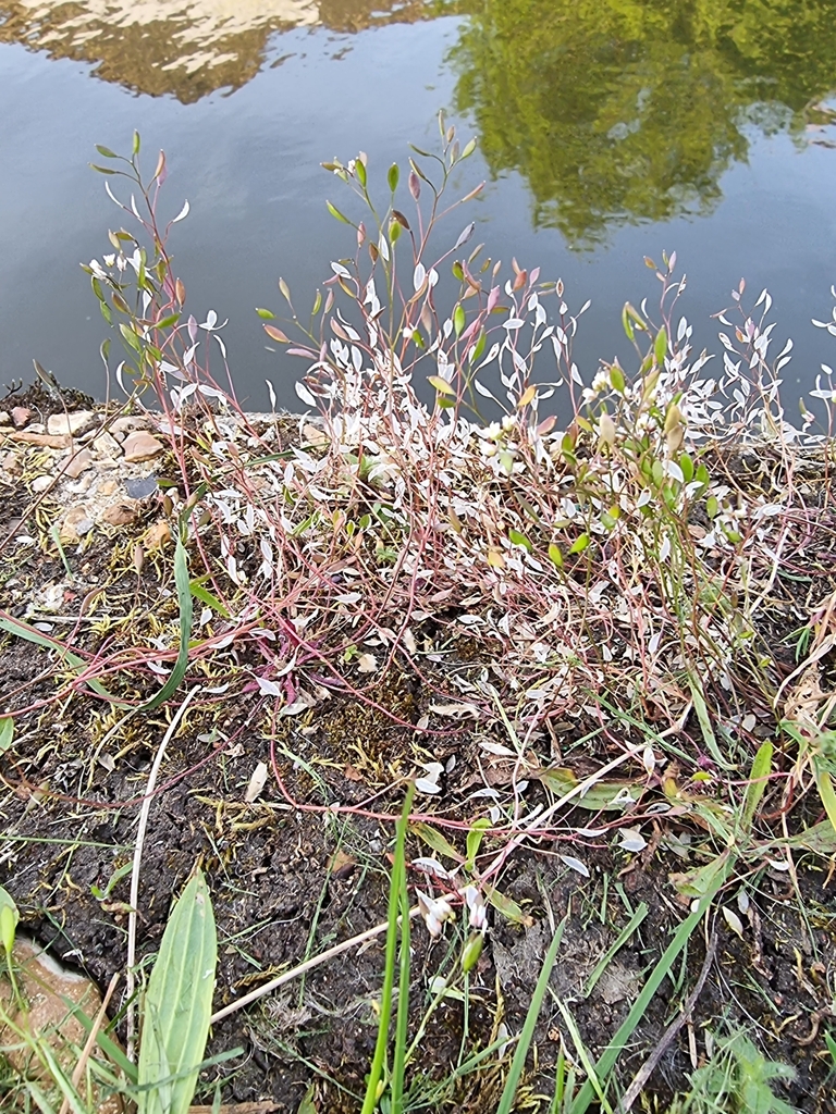 Common Whitlowgrass from Location: 51.526635, -0.242470 on May 03, 2023 ...