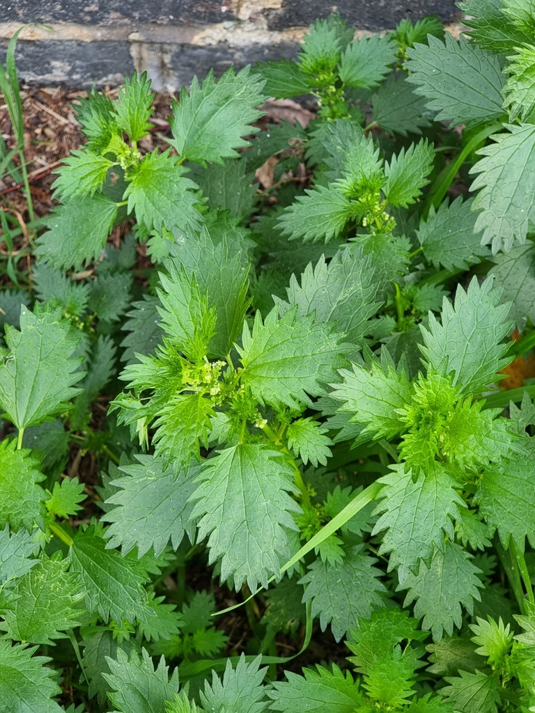 Dwarf Nettle from The Canalside Centre, Canal Close, London W10 5AY, UK ...