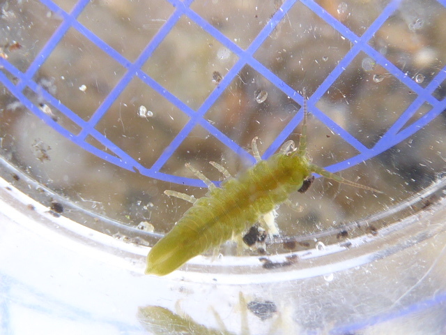 Idotea granulosa Rathke, 1843