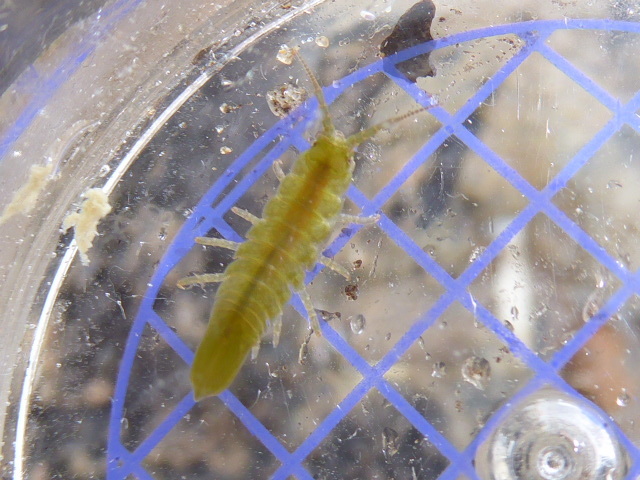 Idotea granulosa Rathke, 1843