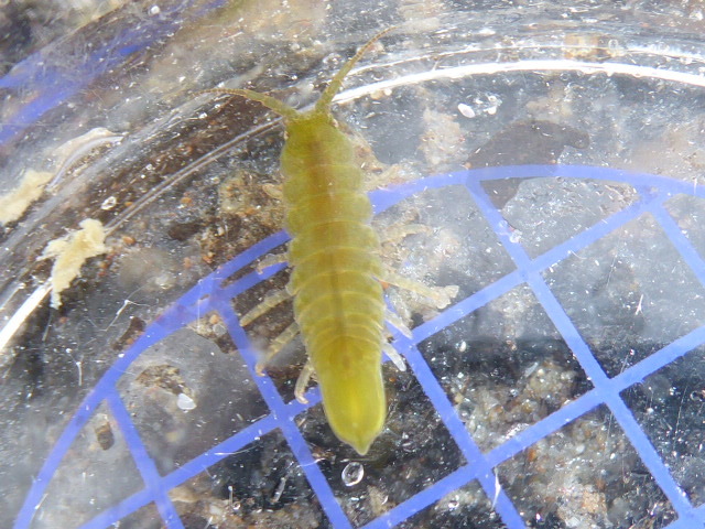 Idotea granulosa Rathke, 1843