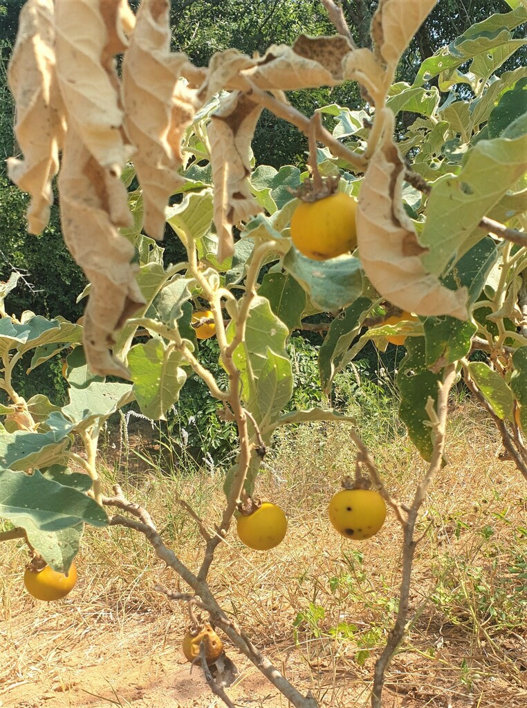 Thorn Bitter Apple from Gaza Province, Mozambique on April 27, 2023 at ...