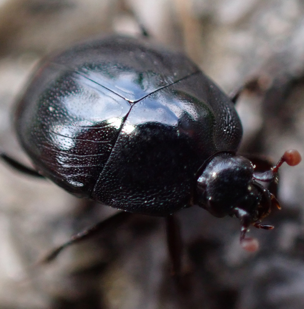 Saprinus tenuistrius from Landstraße, Vienna, Austria on May 1, 2023 at ...