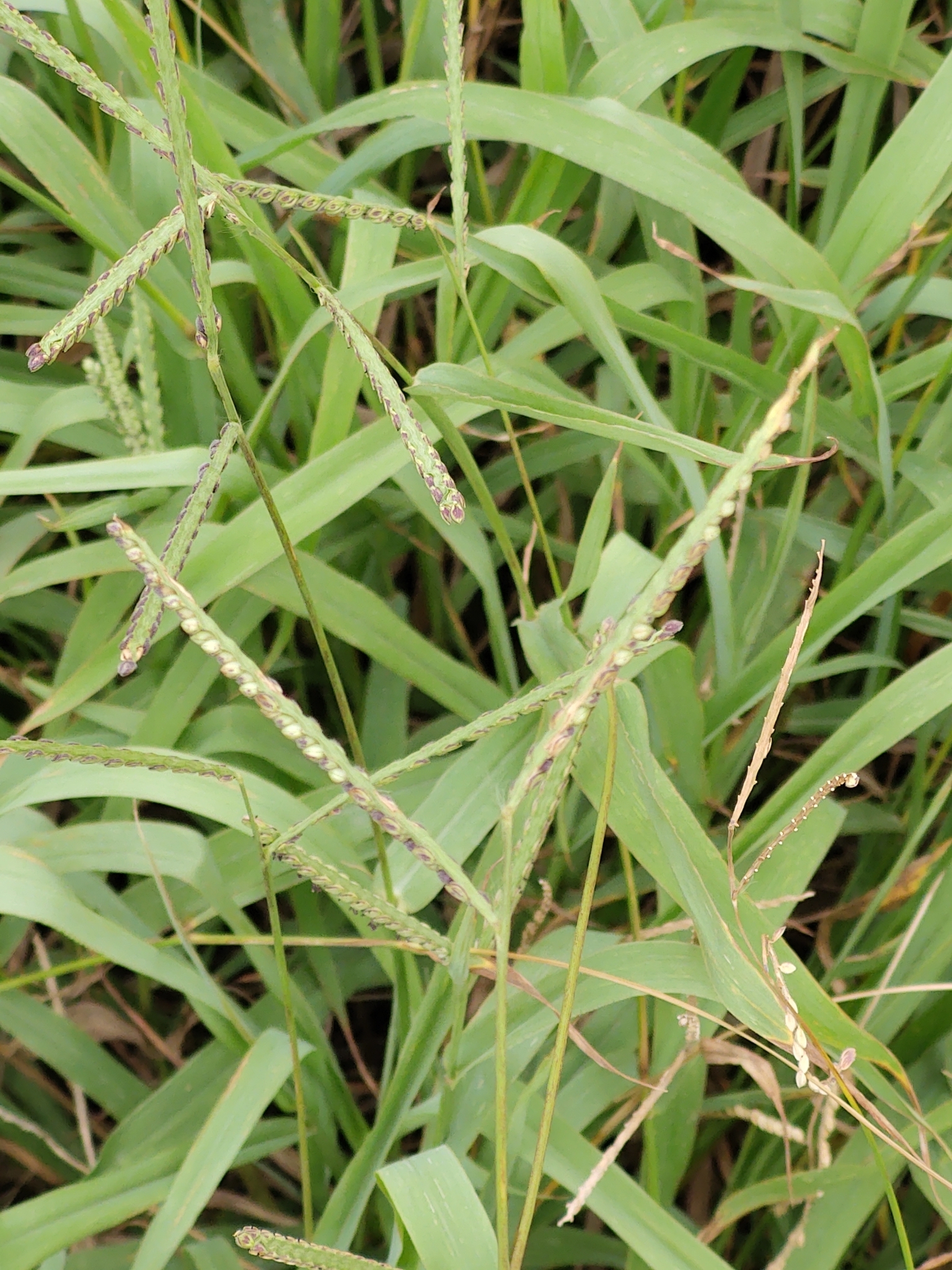 Paspalum pubiflorum Rupr. ex E.Fourn.