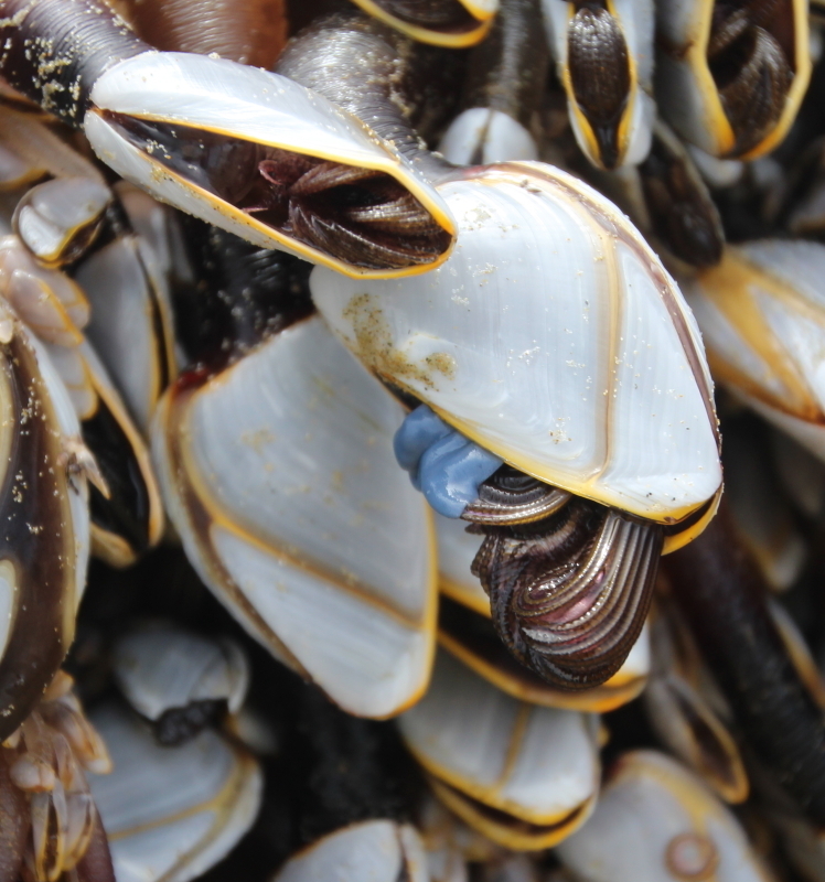 Percebe ganso (Fauna intermareal de Punta Herradura) · iNaturalist