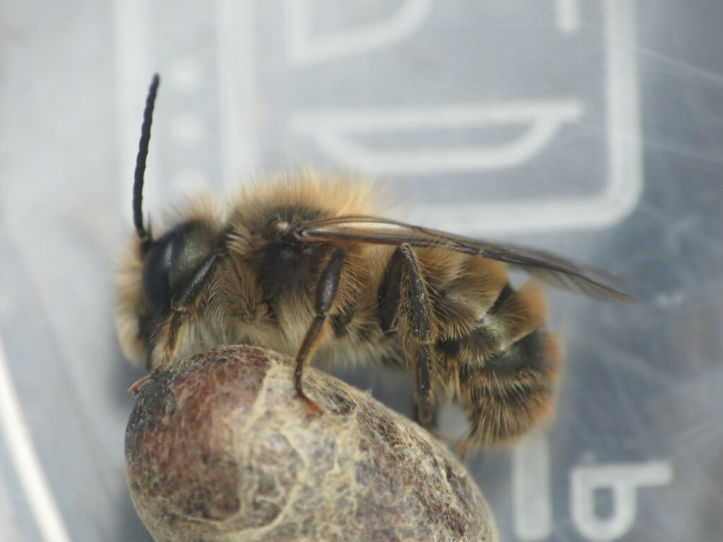 Horn-faced Mason Bee from Rockford, IL, USA on May 03, 2023 at 03:23 PM ...