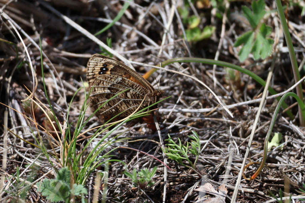 Spring Ringlet in May 2023 by ben_10 · iNaturalist