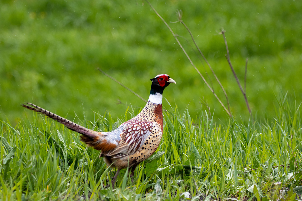 Manchurian ring-necked pheasant from Tompkins County, NY, USA on May 3 ...