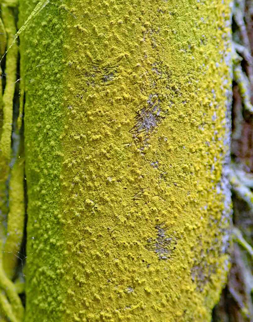 Chrysothrix xanthina (Catalogo de observaciones. ) · iNaturalist