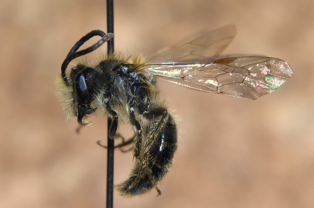 Toothed Miner Bee from SUNY ESF on April 12, 2023 by Molly Jacobson ...
